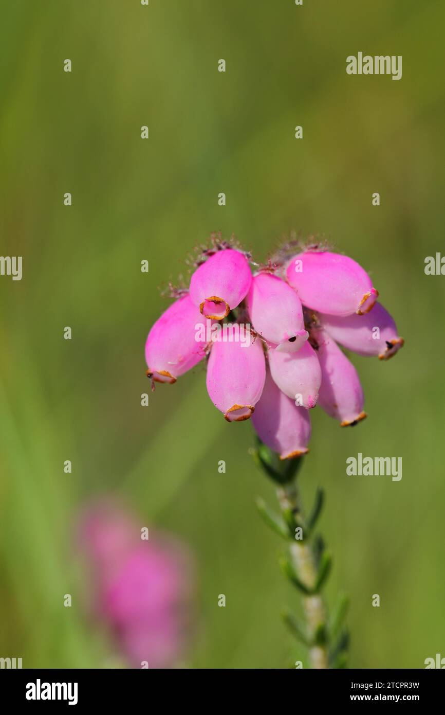 Bell heather, moorland cross-leaved heath (Erica tetralix), common bell ...