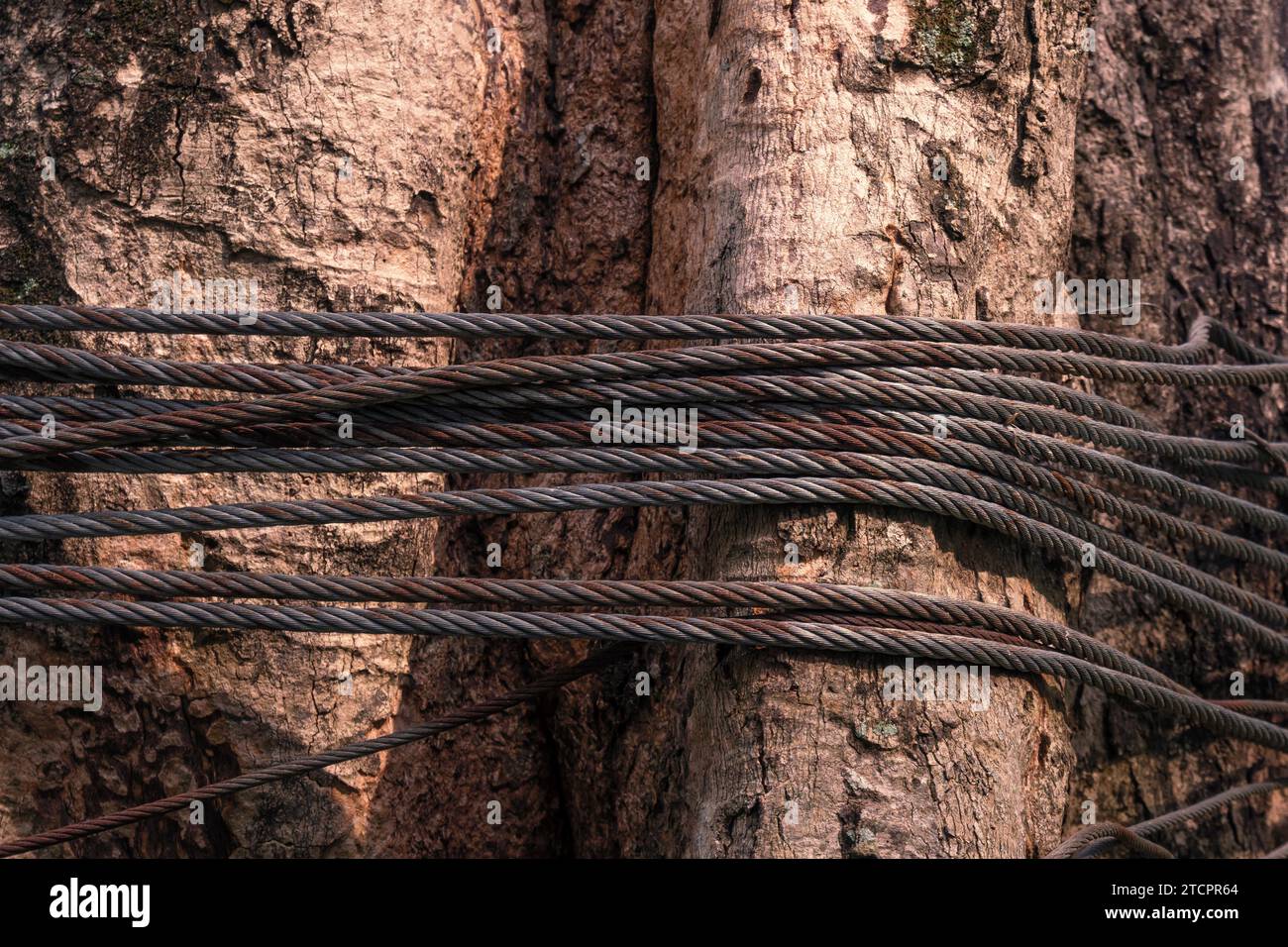 Closeup view of steel wire rope attached to tree trunk Stock Photo - Alamy