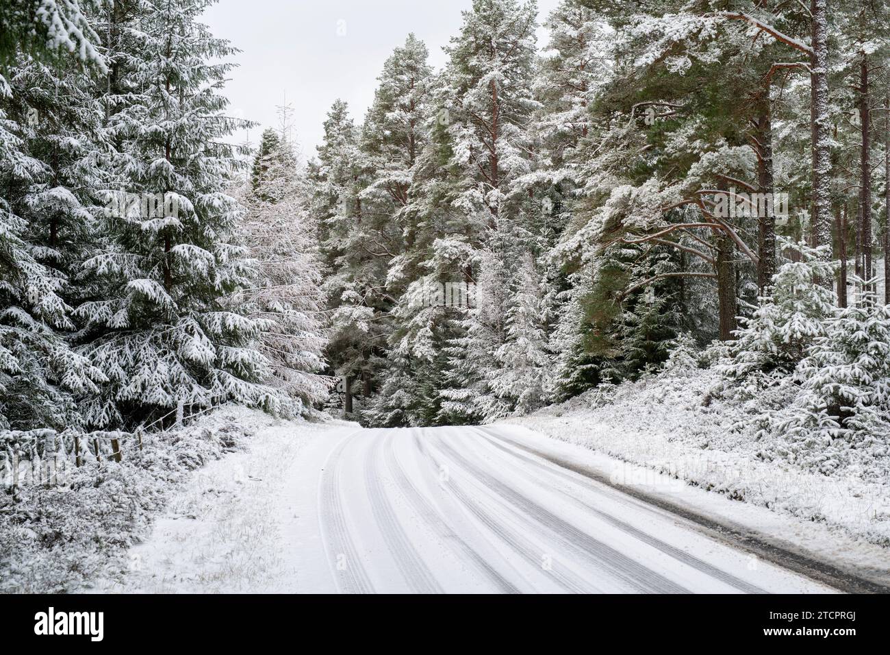 Snow covered road through a pine wood. Speyside, Highlands, Scotland ...