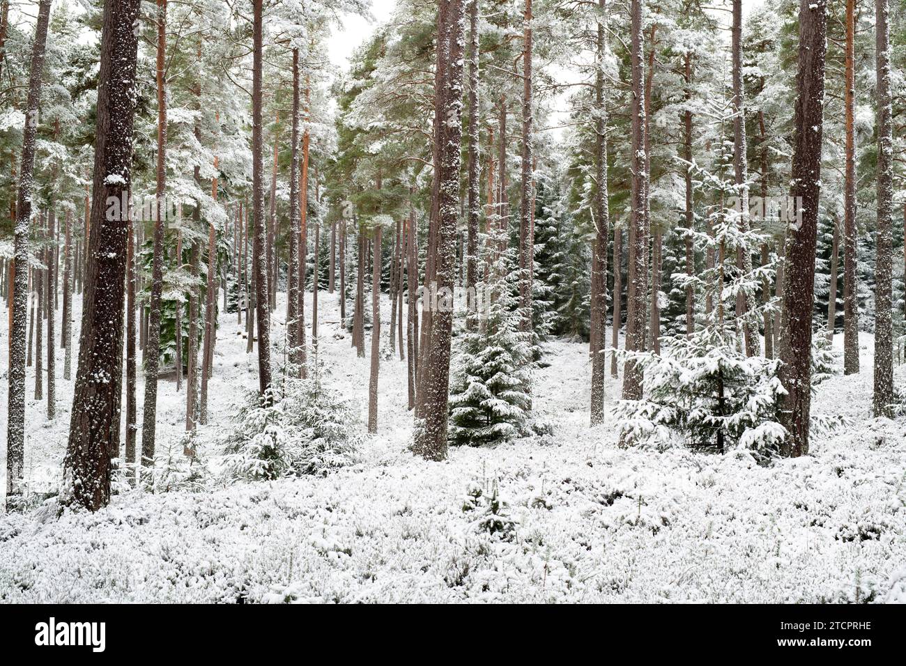 Snow covered pine trees in a scots pine wood. Speyside, Highlands ...