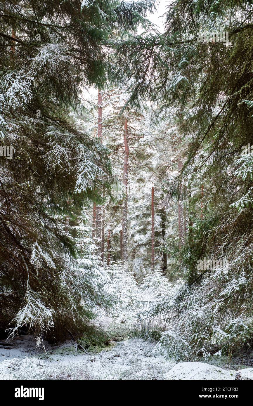 Snow covered pine trees in a scots pine wood. Speyside, Highlands ...
