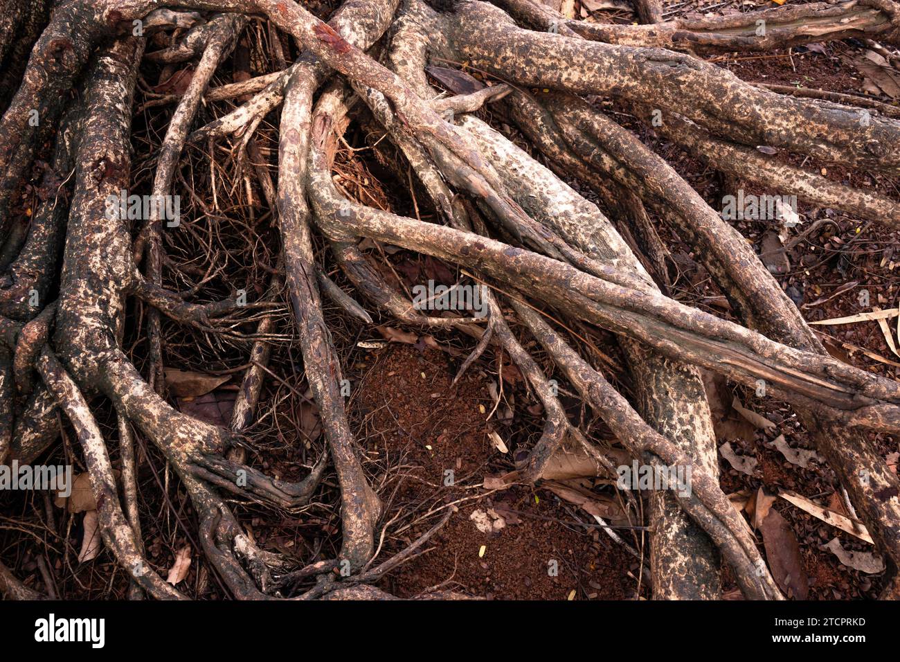 Closeup view of tree roots above the ground Stock Photo - Alamy