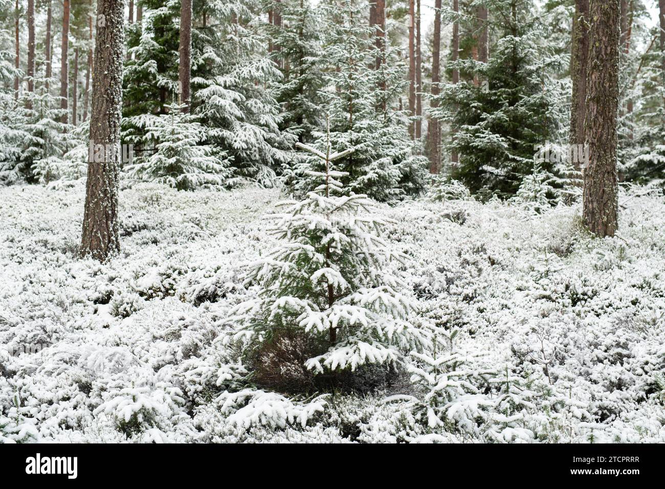 Snow covered pine trees in a scots pine wood. Speyside, Highlands ...