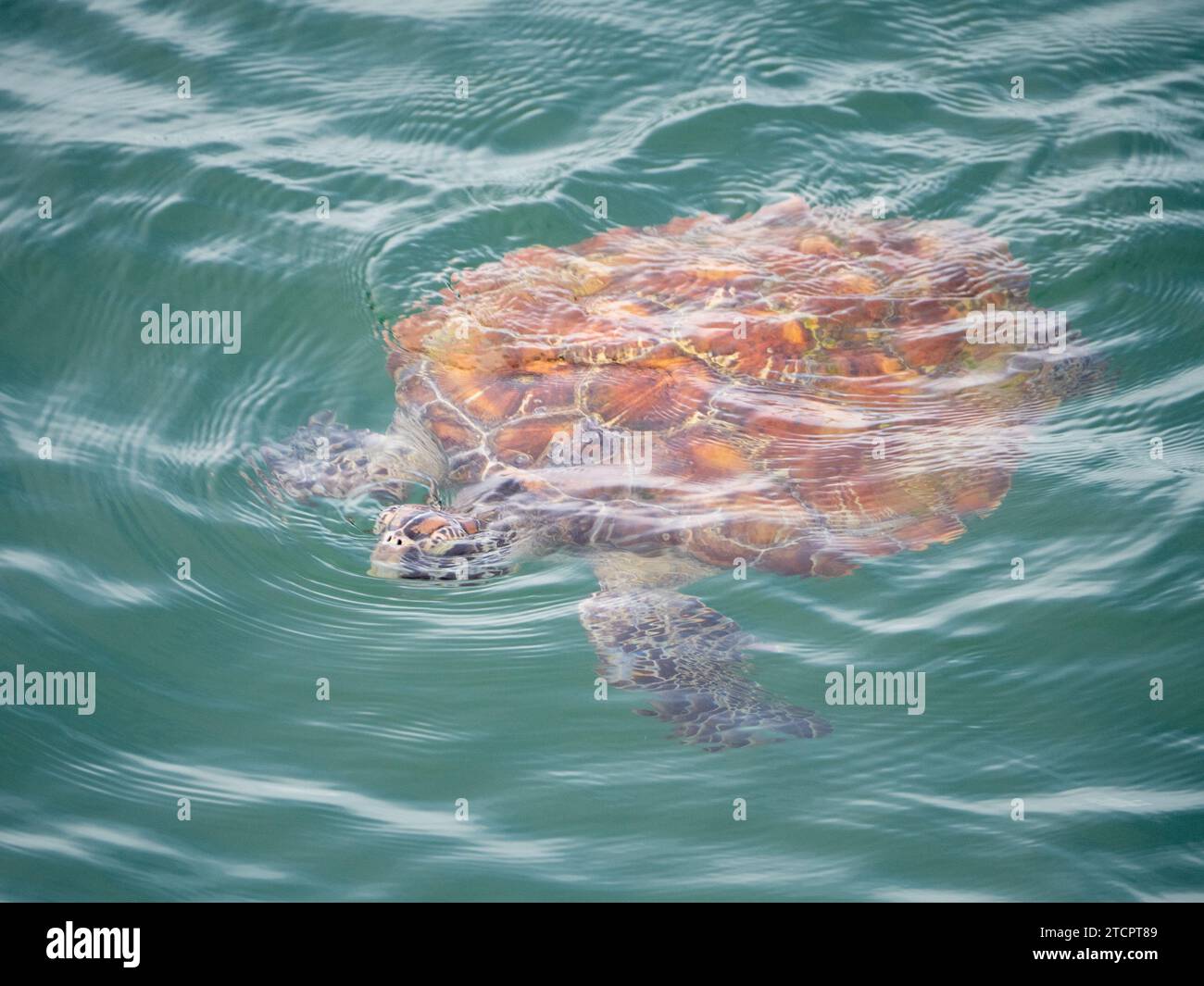Green Sea Turtle swimming in the harbour waters near the surface ...