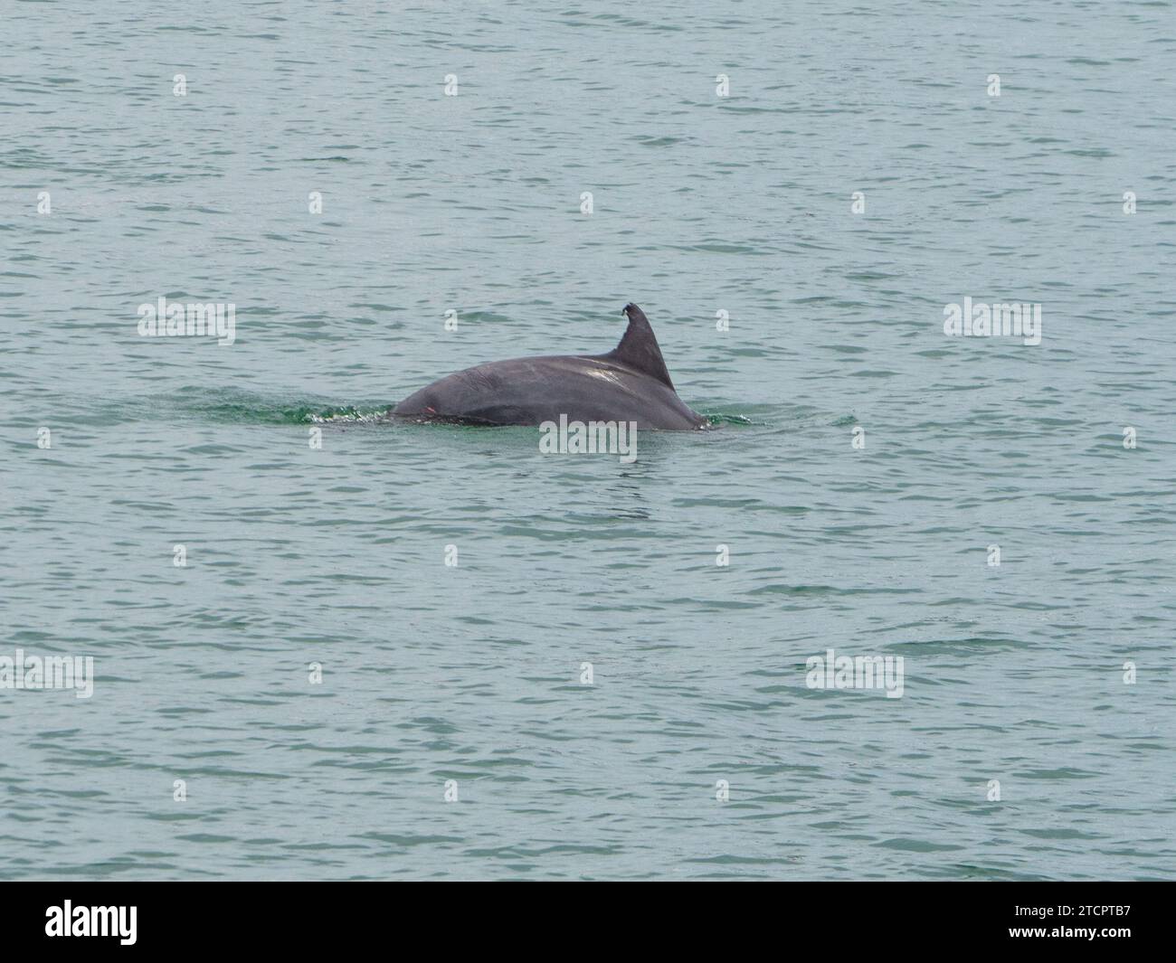 A Bottlenose Dolphin Closeup swimming in the Harbour waters it’s Dorsal ...