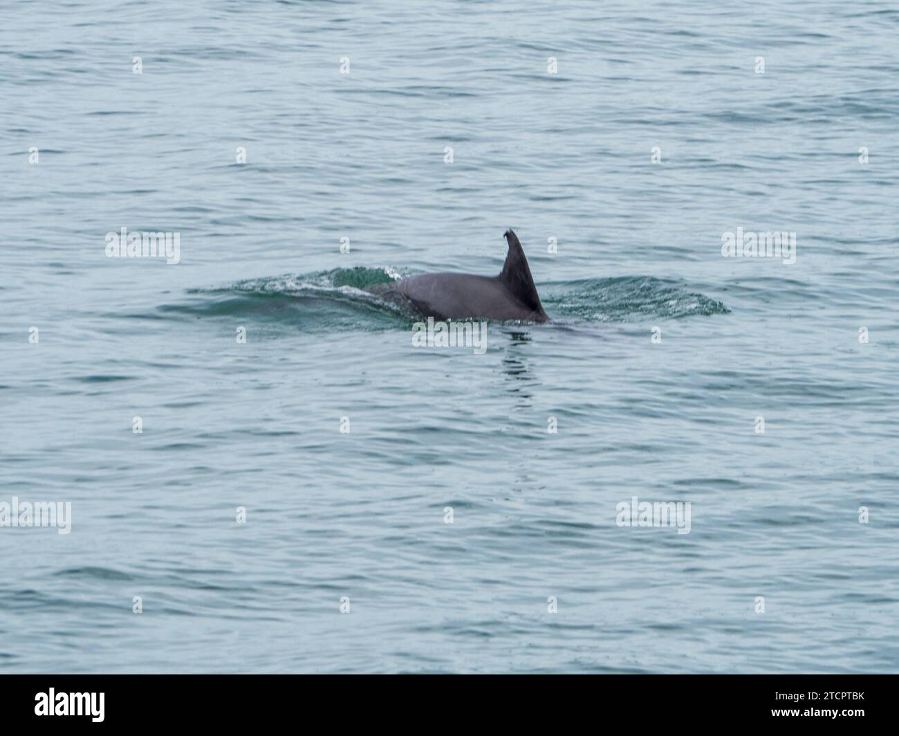A Bottlenose Dolphin Closeup swimming in the Harbour waters it’s Dorsal ...