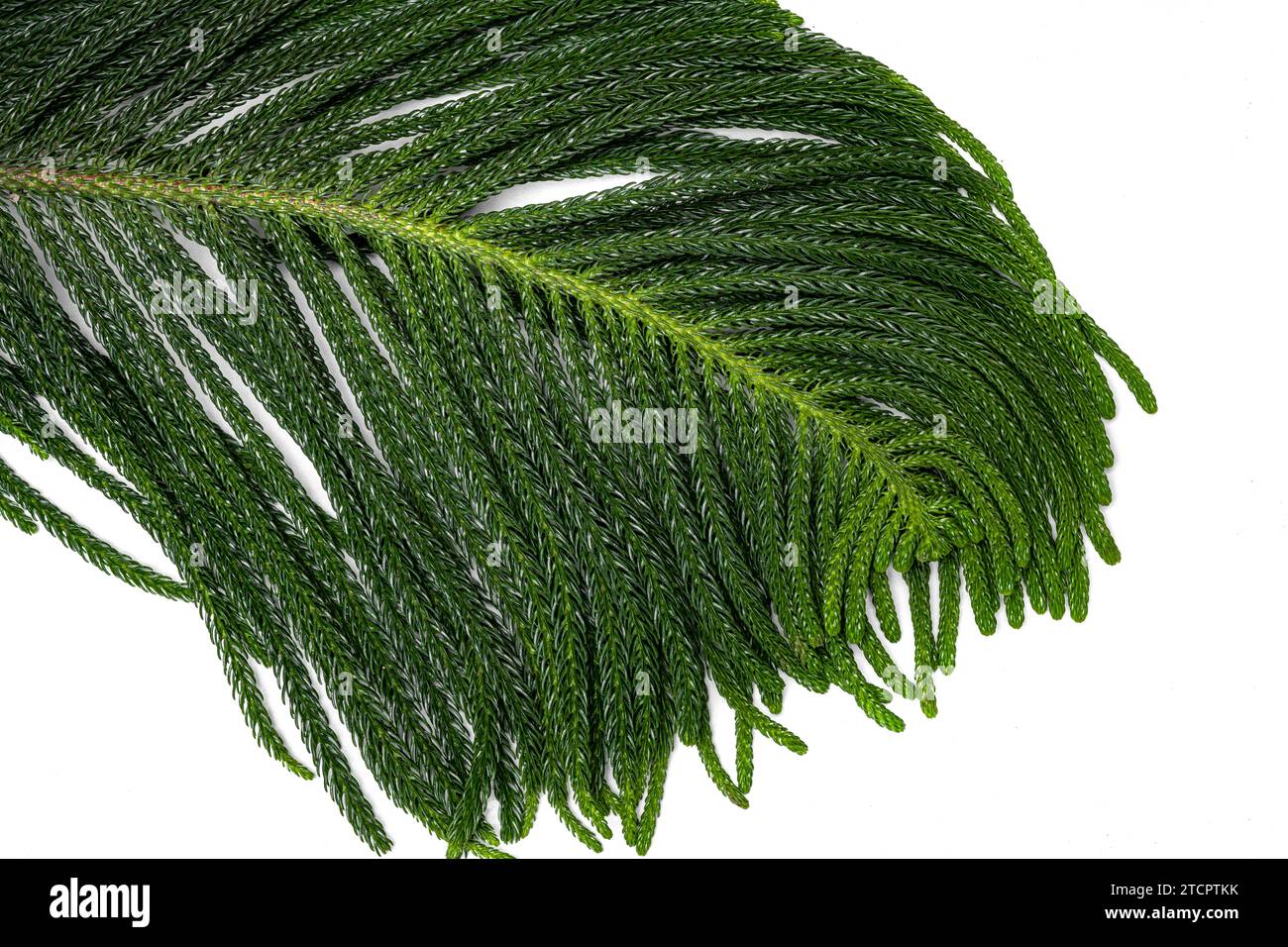Green fir tree spruce branch isolated over white background Stock Photo - Alamy