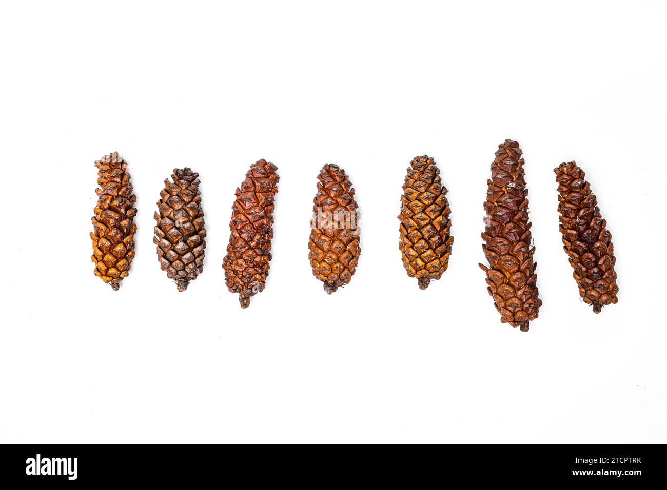 Collection of small pinecones isolated over a white background Stock Photo - Alamy