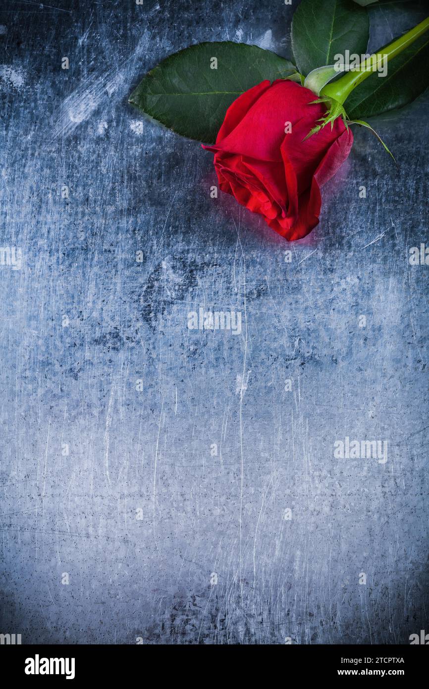 Expanded red rose on scratched metallic background holiday concept ...