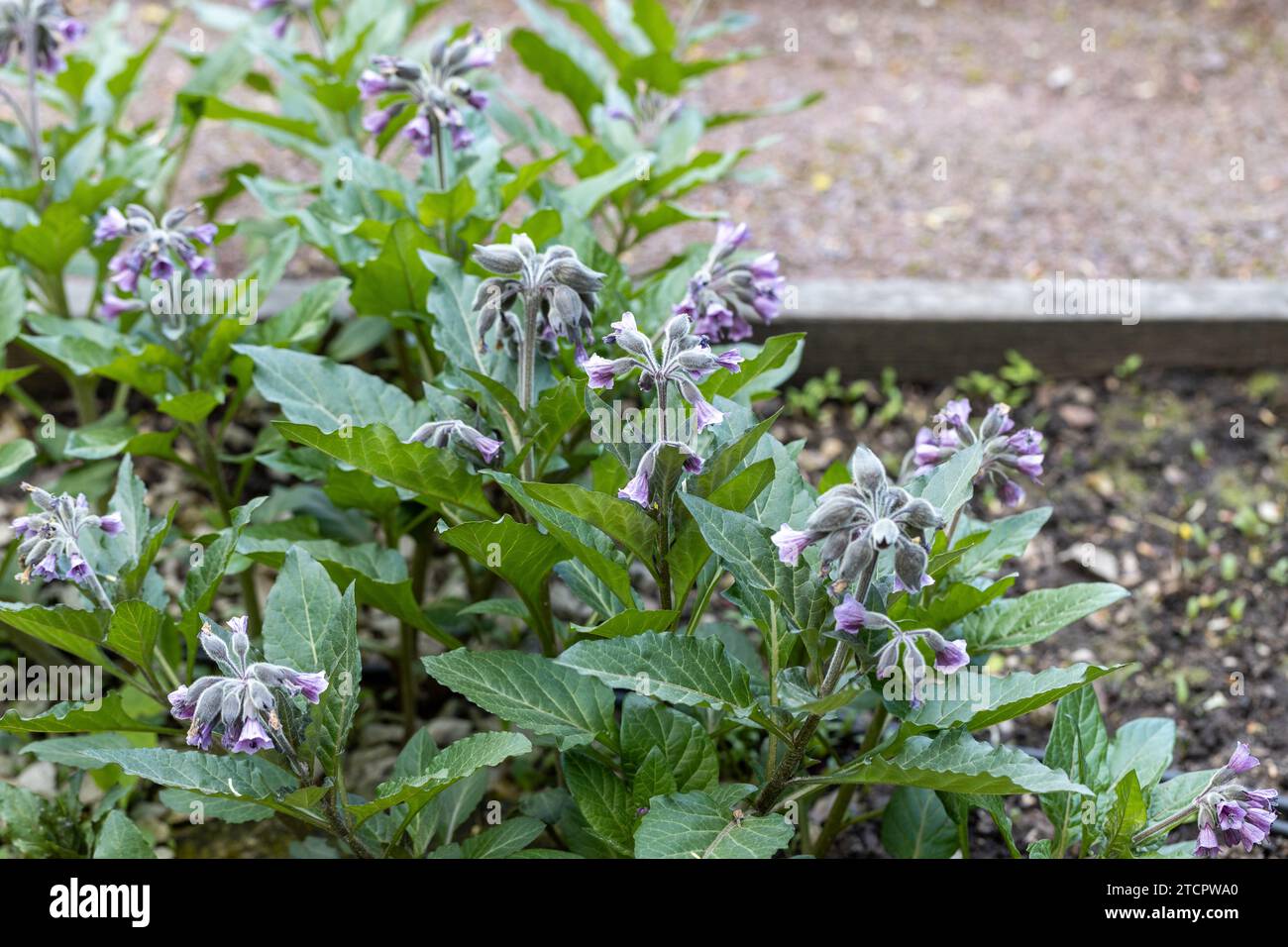 Borago officinalis. Borage also known as a starflower Stock Photo - Alamy