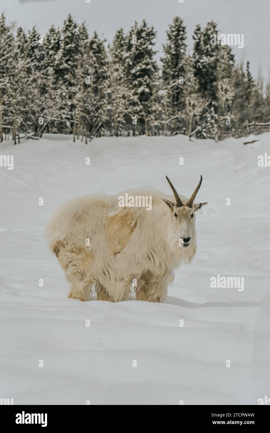 Fluffy goat hi-res stock photography and images - Alamy