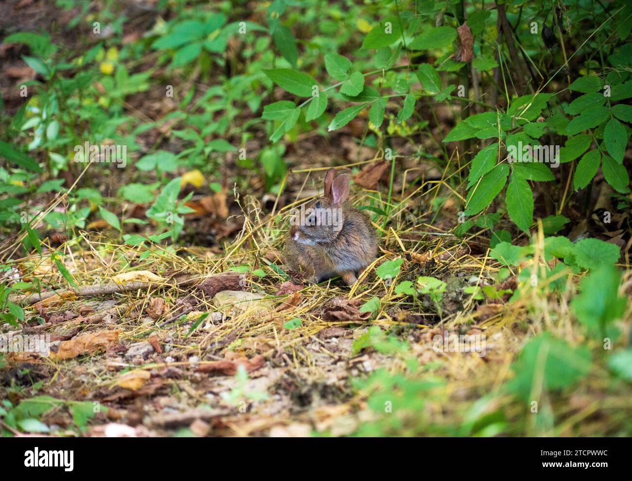 Baby Rabbit in the Wayne National Forest Stock Photo - Alamy