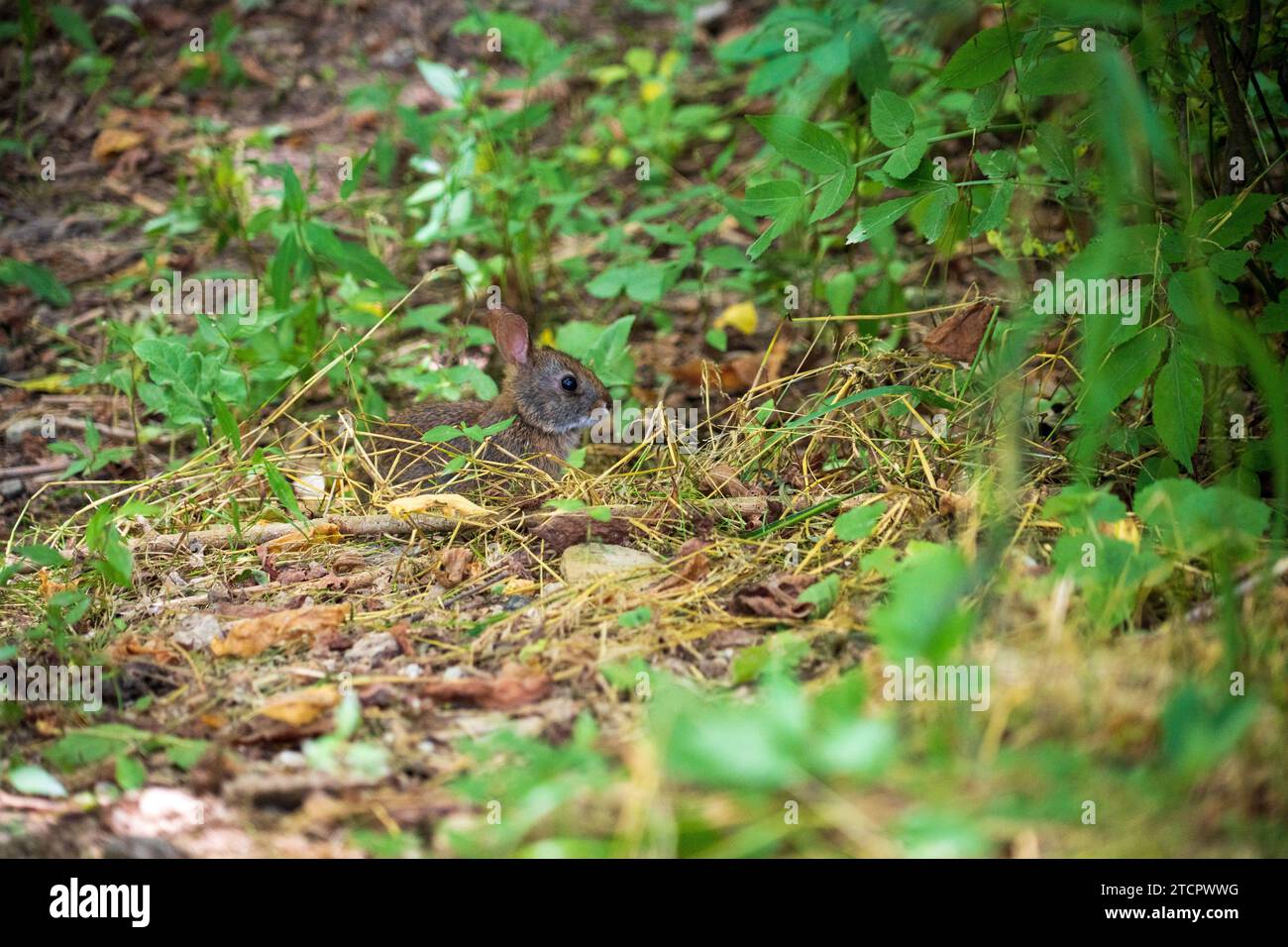 Baby Rabbit in the Wayne National Forest Stock Photo - Alamy