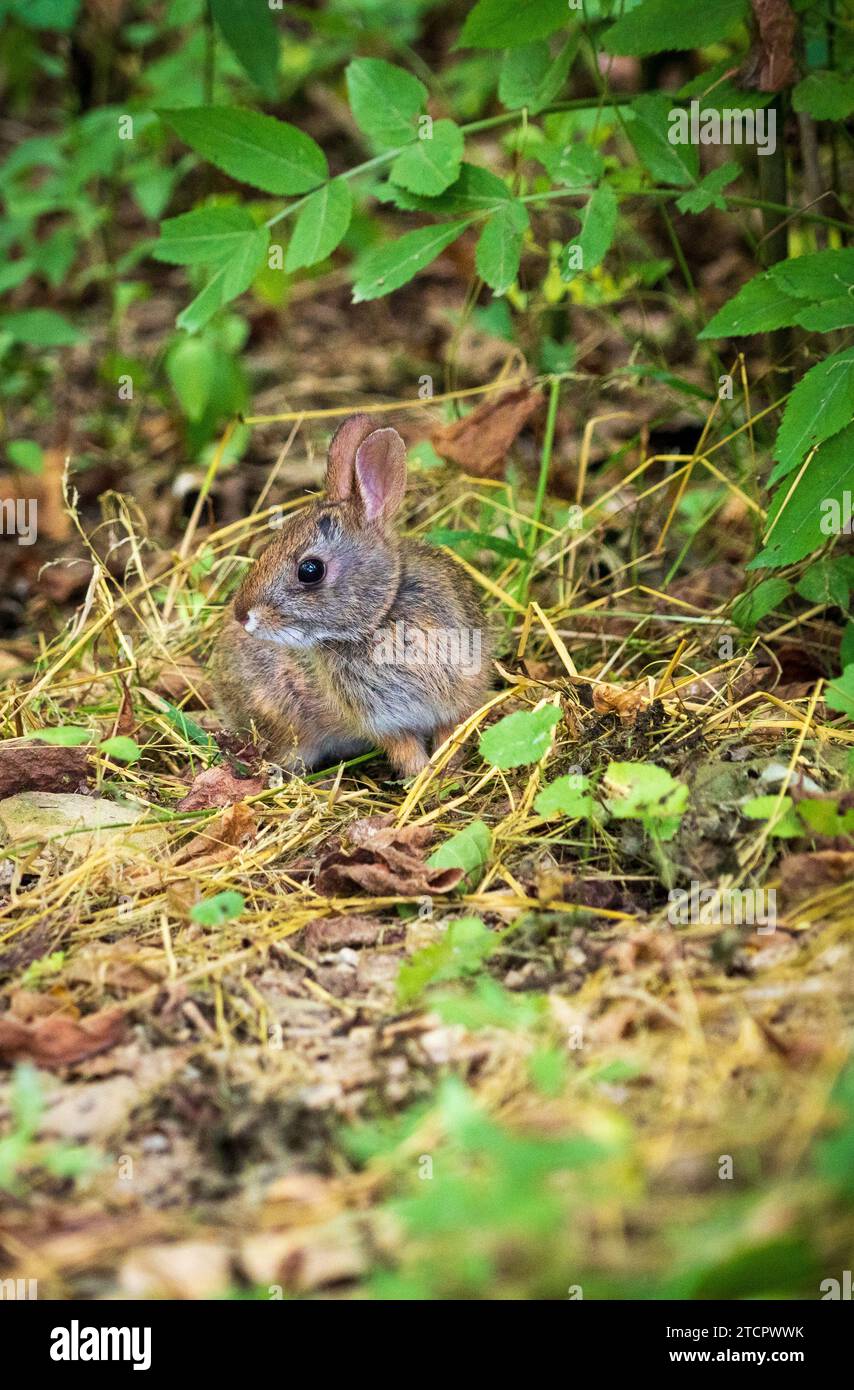 Wayne national forest visitor center hi-res stock photography and ...