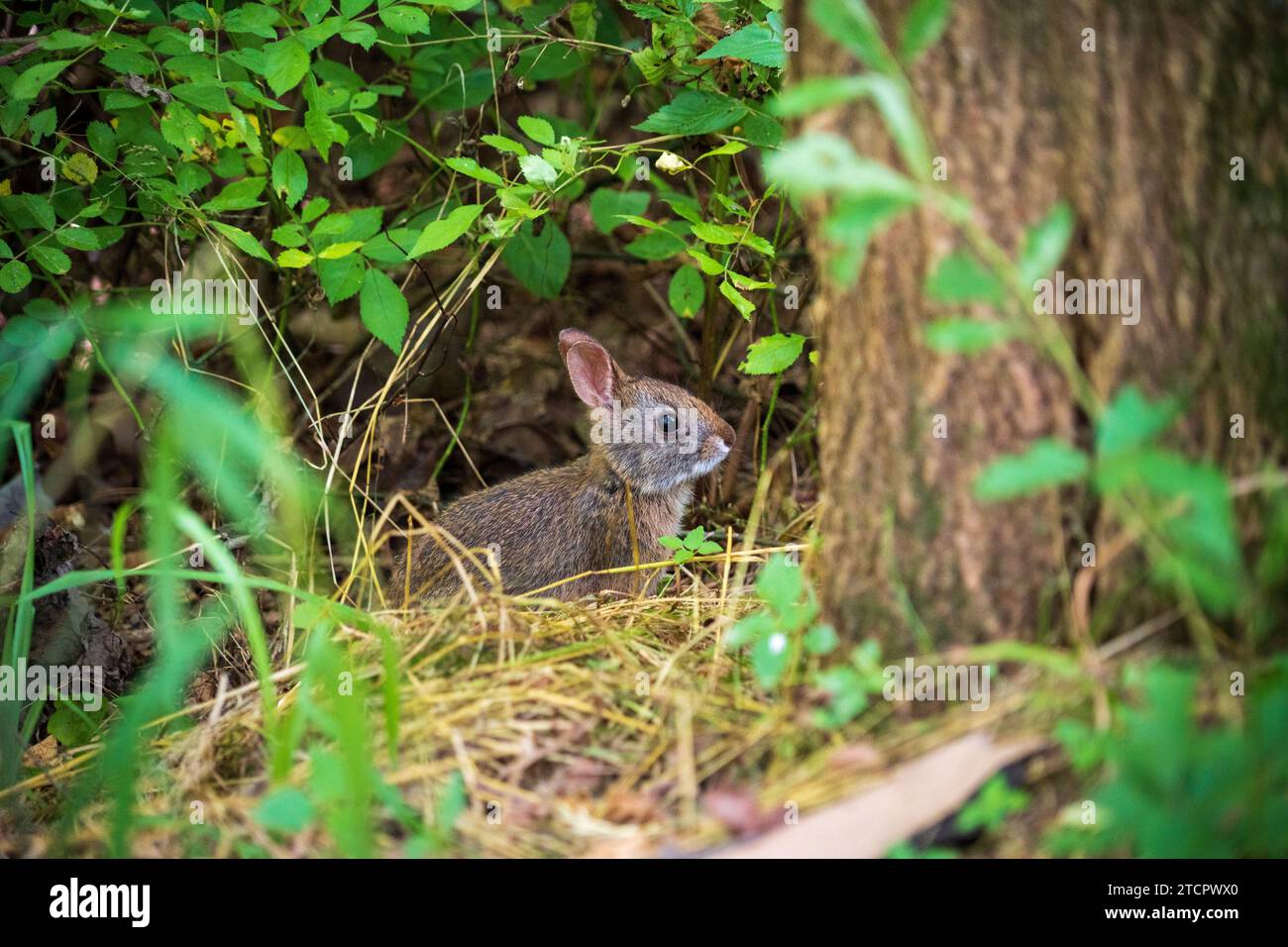 Baby Rabbit in the Wayne National Forest Stock Photo - Alamy