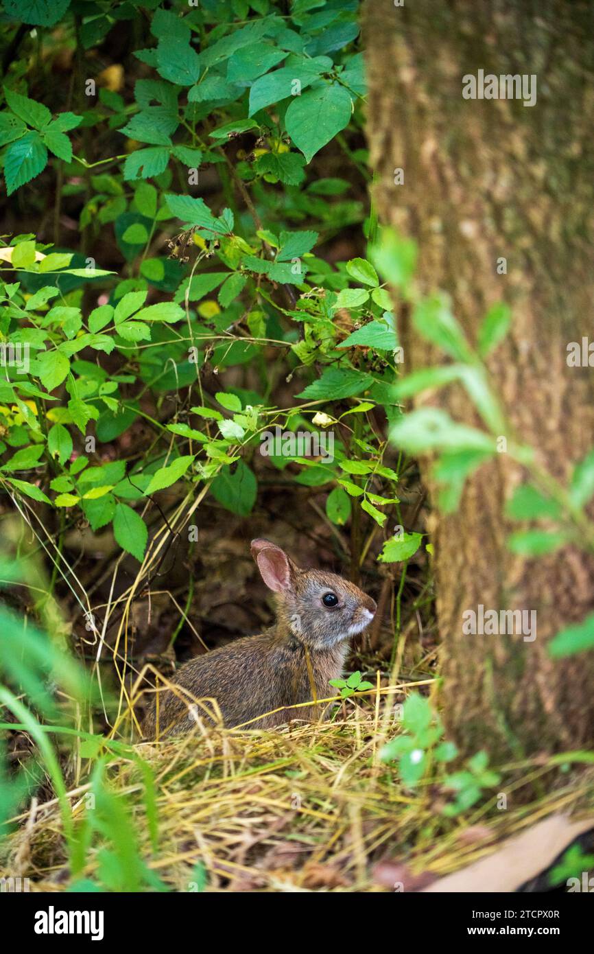 Wayne national forest biodiversity hi-res stock photography and images ...