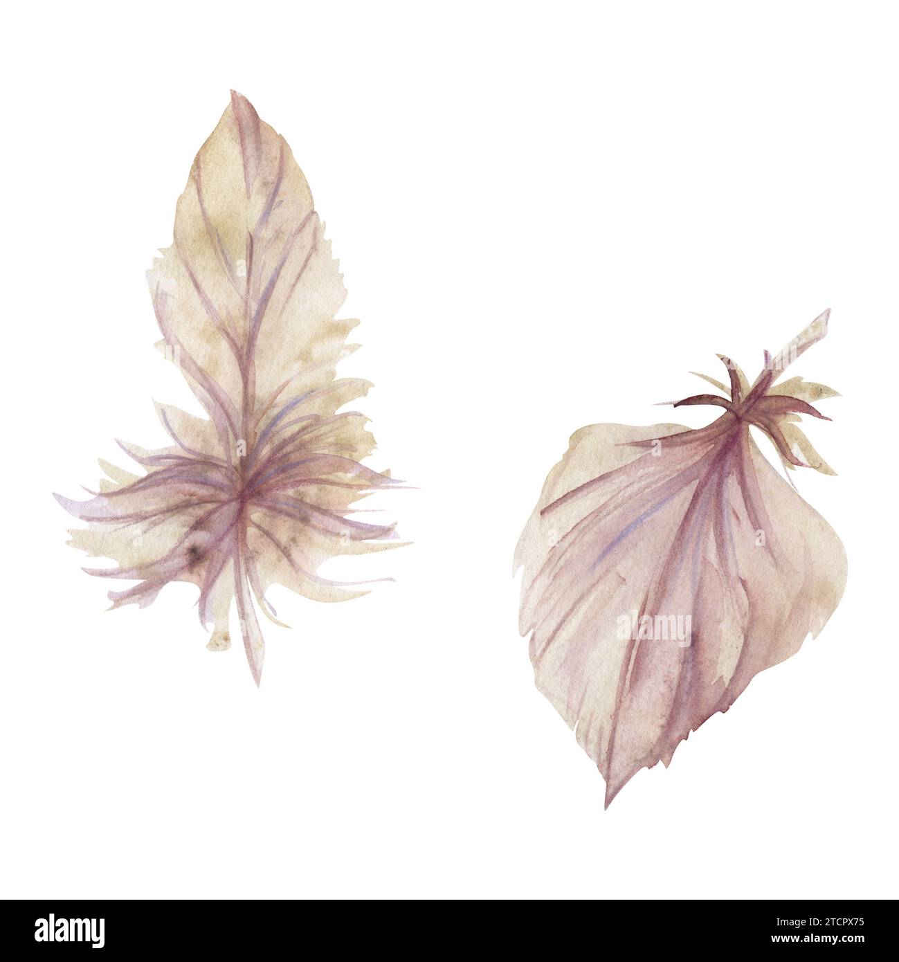 Hand drawn watercolor bird feather plume quill boho tribal ethnic ...