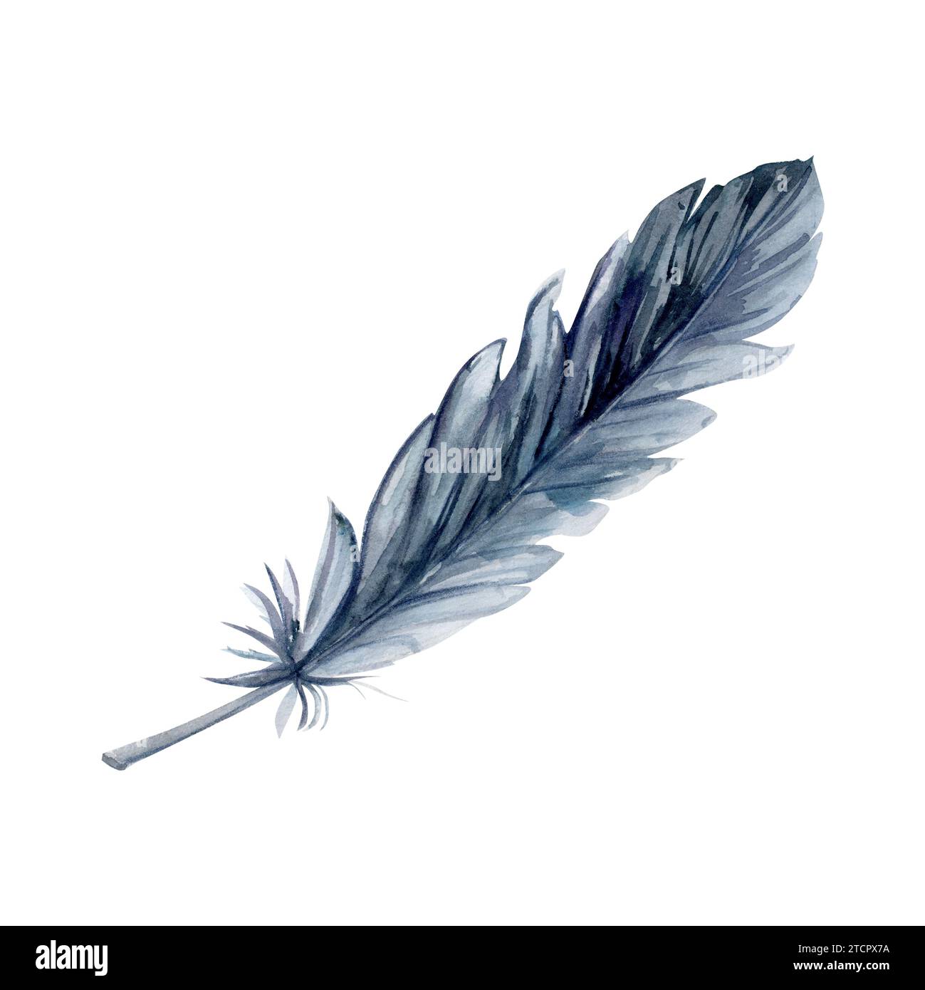 Hand drawn watercolor bird feather plume quill boho tribal ethnic ...