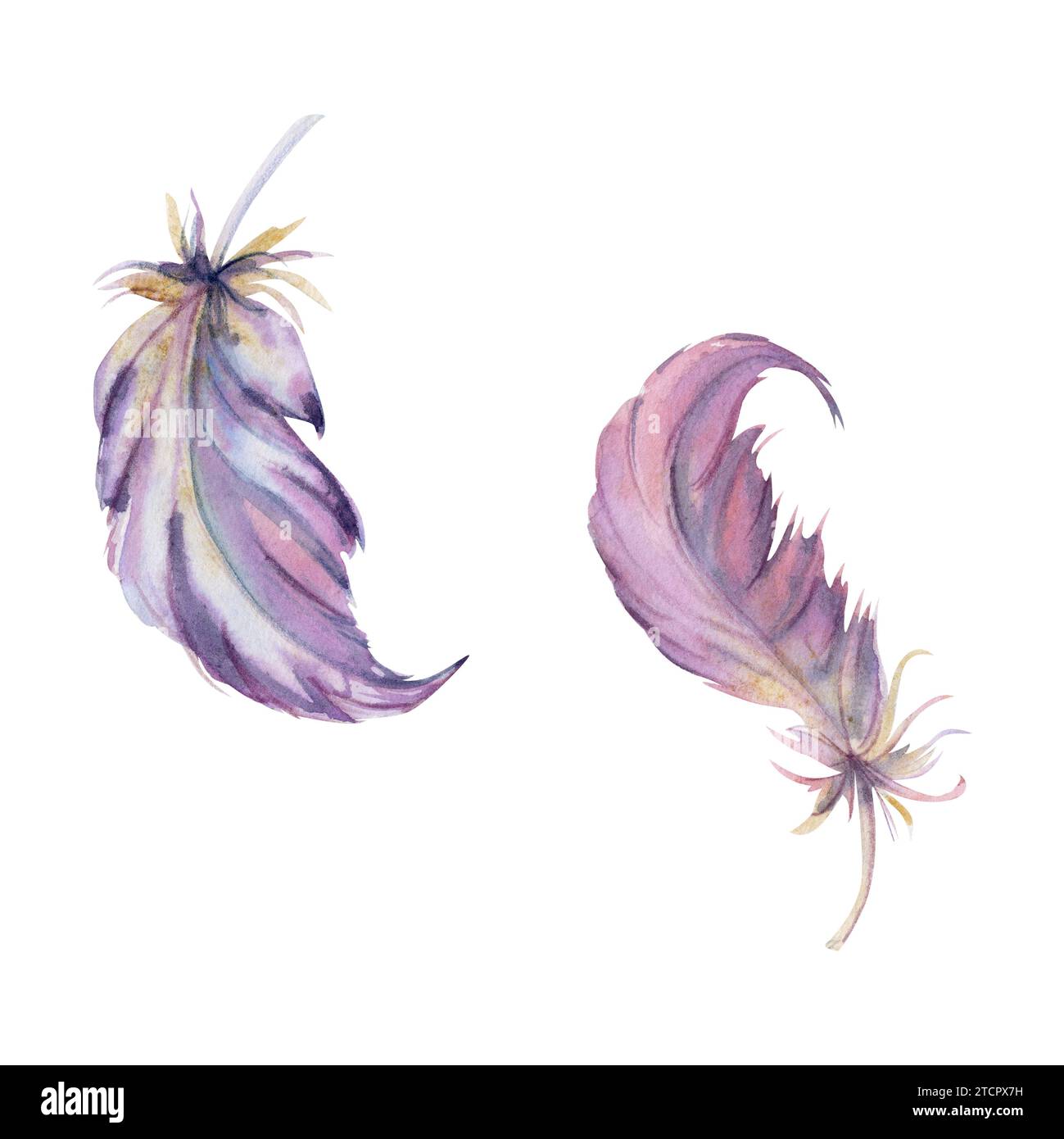 Hand drawn watercolor bird feather plume quill boho tribal ethnic ...