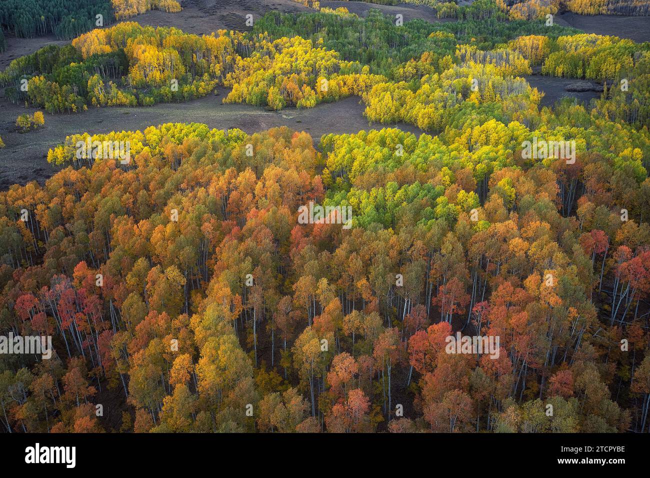 A beautiful landscape of a golden field, dotted with trees, bathed in ...