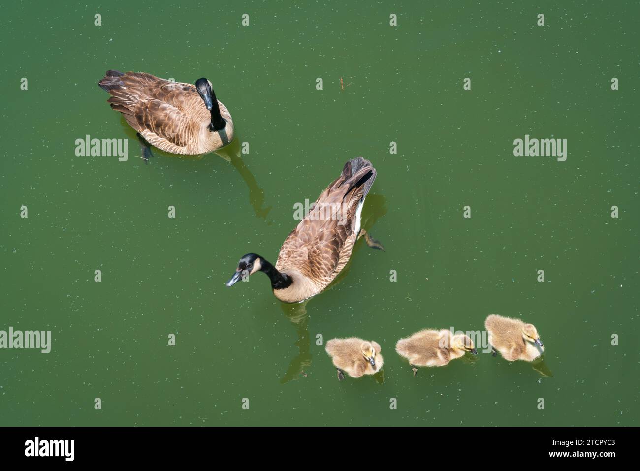Lake Vesuvius Recreation Area at Wayne National Forest in Ohio Stock ...