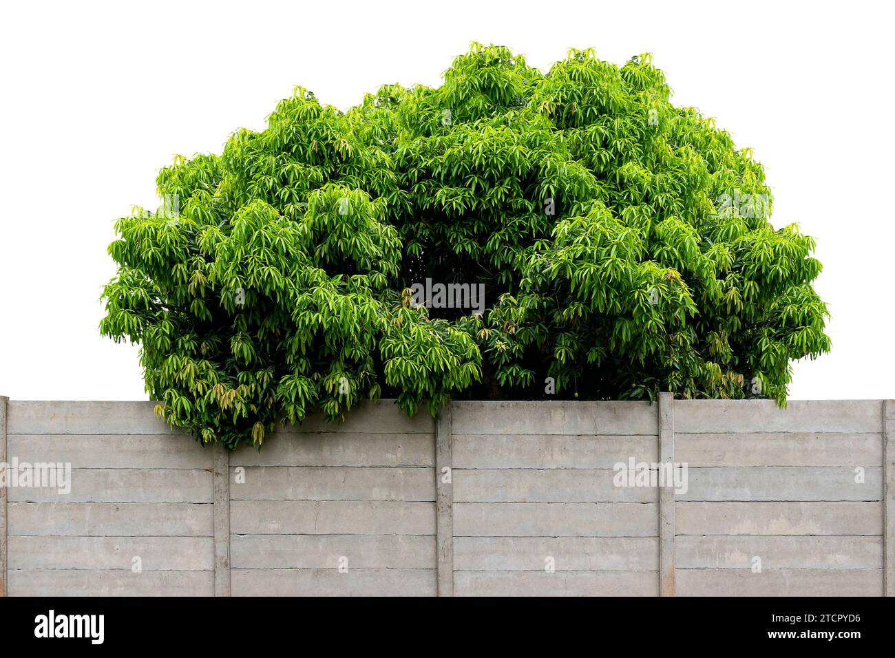Concrete wall block and tree isolated over white background Stock Photo ...