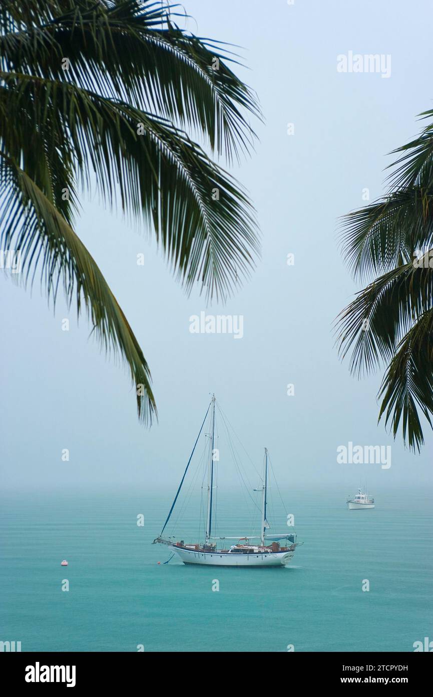 Sailboat and palm trees in bad weather, travel, holiday, weather, bad ...