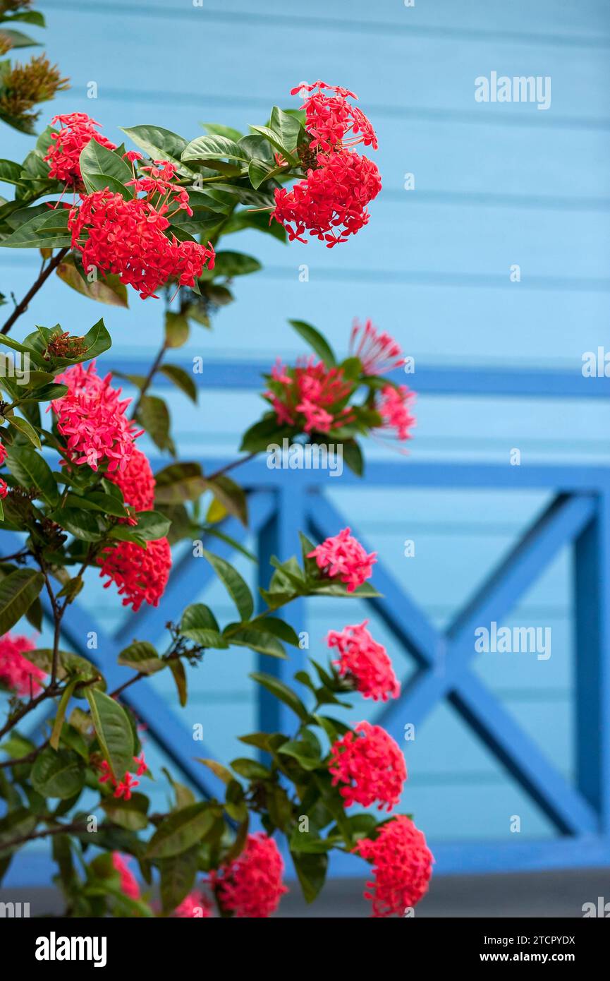 Maltese cross flower, jungle geranium (ixora coccinea), flower, plant ...