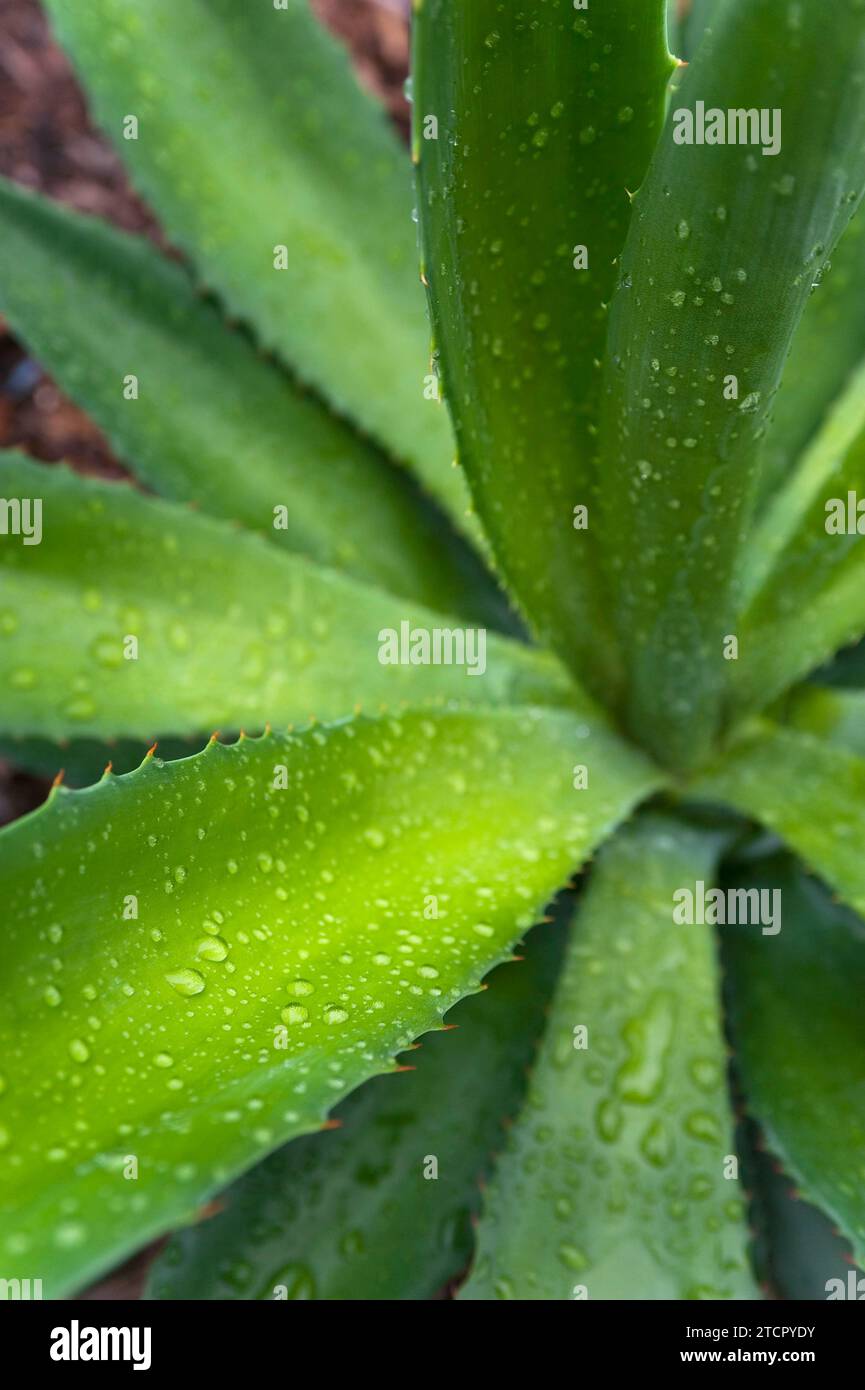 Agave (Agave Australis) plant, flora, detail, close up, medicine ...