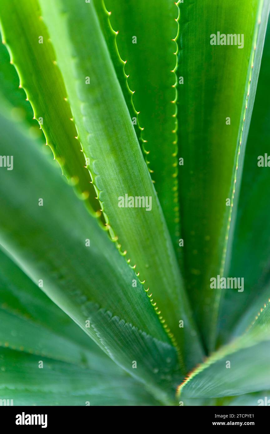 Agave (Agave Australis) plant, flora, detail, close up, medicine ...