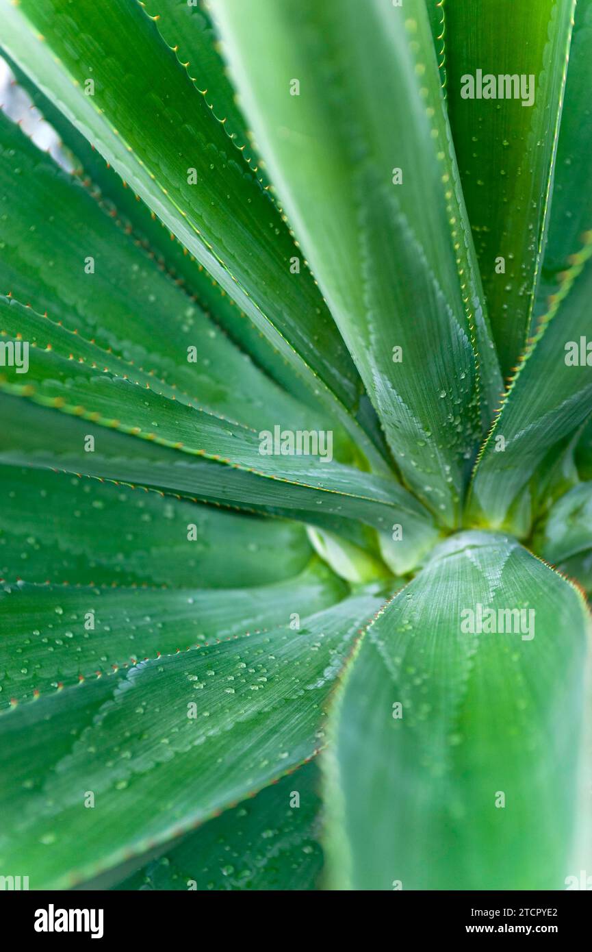 Agave (Agave Australis) plant, flora, detail, close up, medicine ...