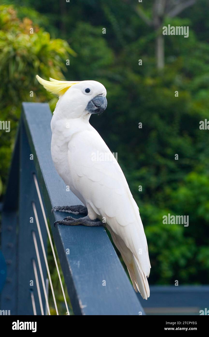 White cockatoo (Cacatuidae), bird, parrot, fauna, wildlife, Queensland ...