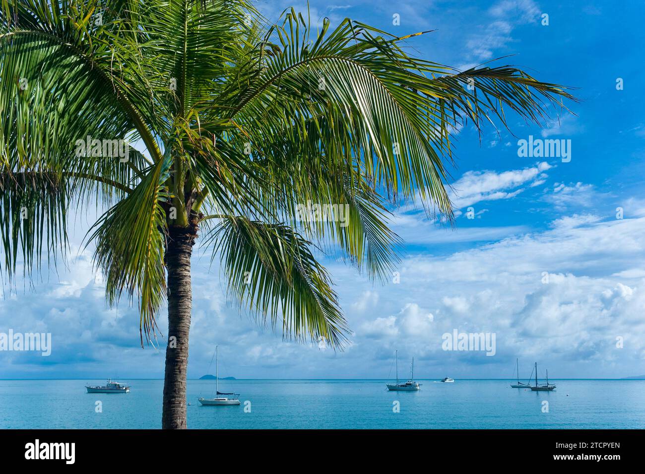 Australian palm tree and beach hi-res stock photography and images - Alamy