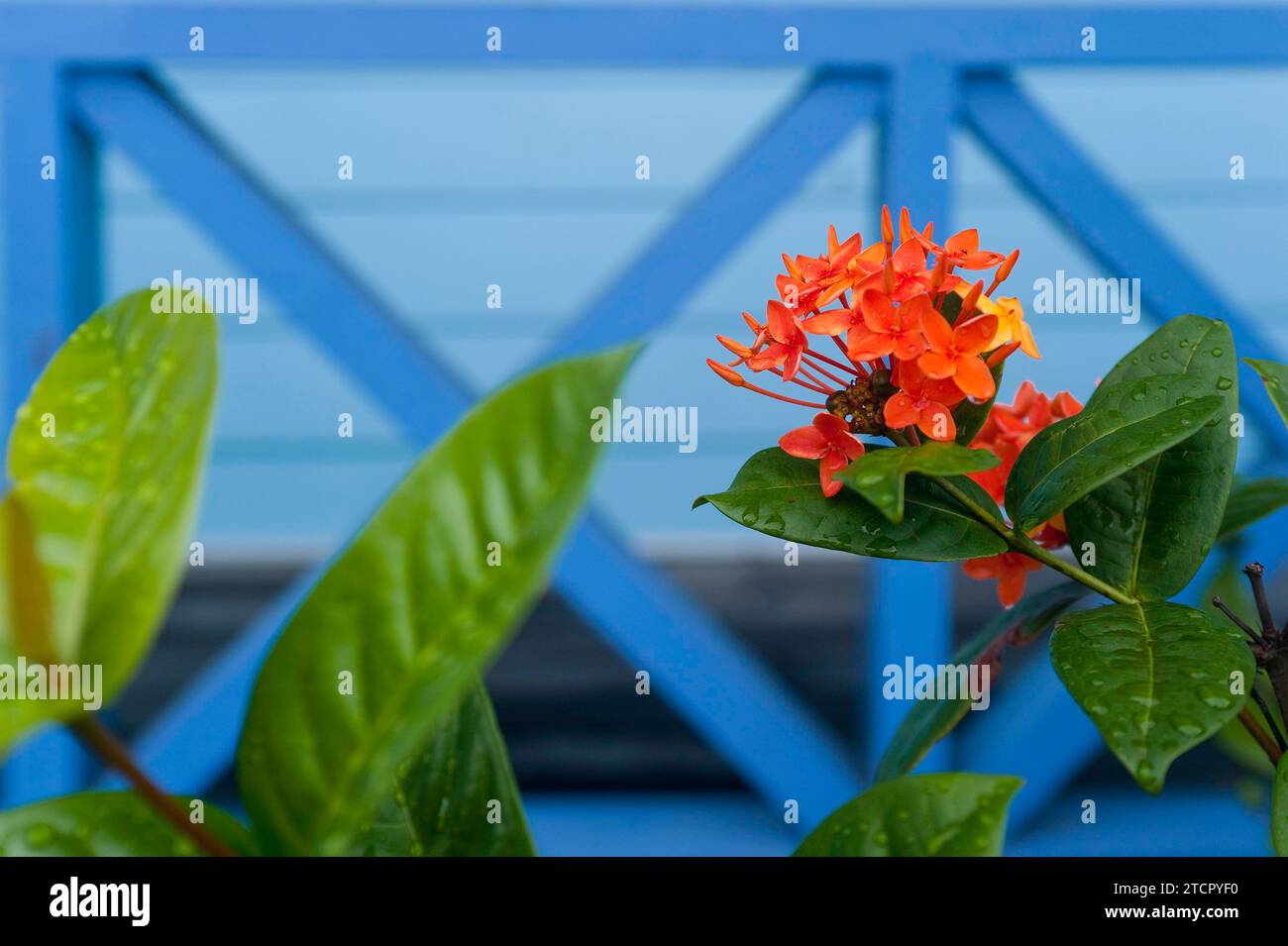 Maltese cross flower, jungle geranium (ixora coccinea), flower, plant ...