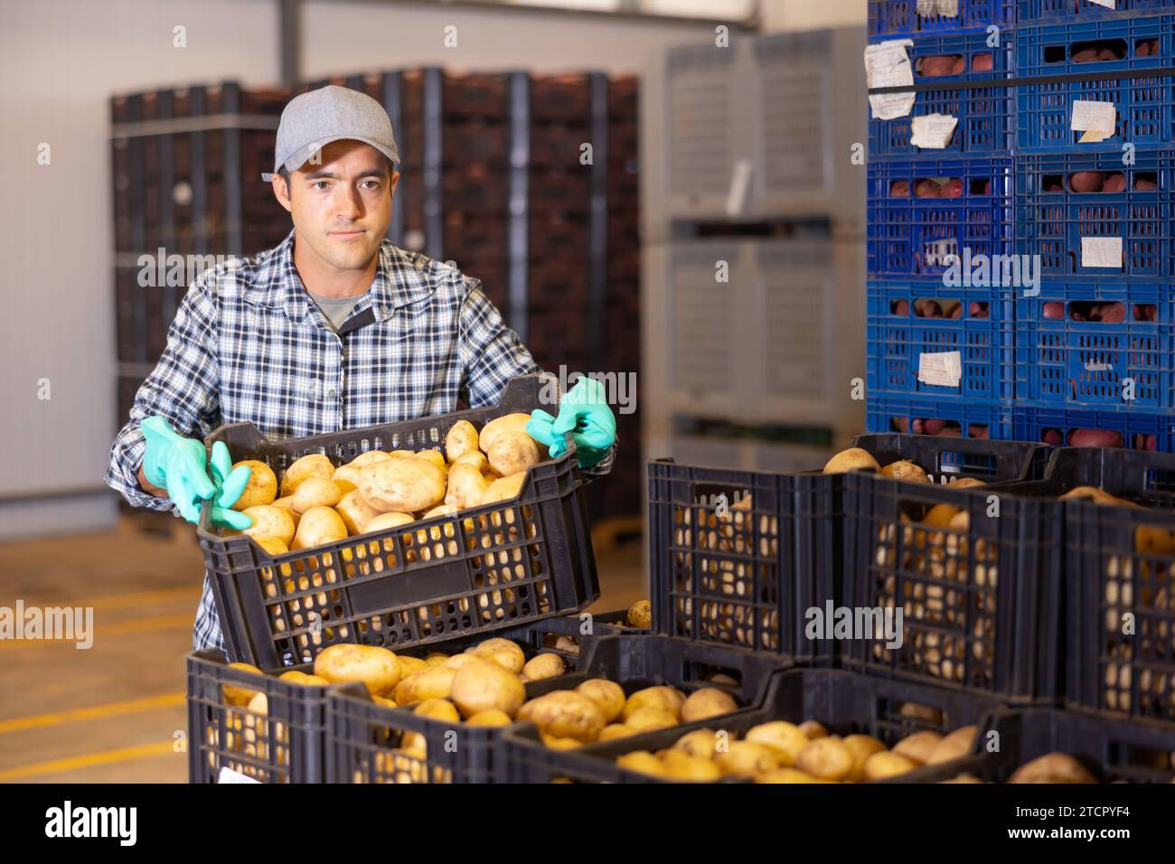 Man stacking boxes with potatoes in warehouse of agricultural ...