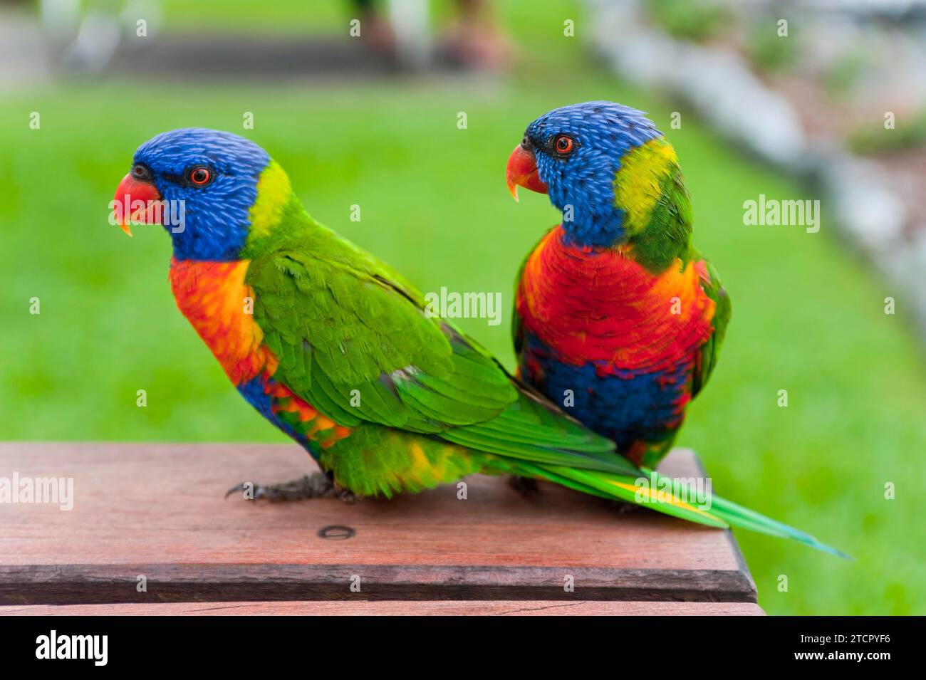 Rainbow Lorikeet (Trichoglossus moluccanus), Rainbow Lorikeet parrot ...