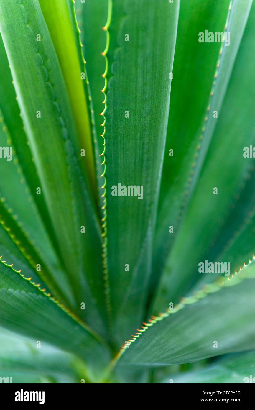 Agave (Agave Australis) plant, flora, detail, close up, medicine ...