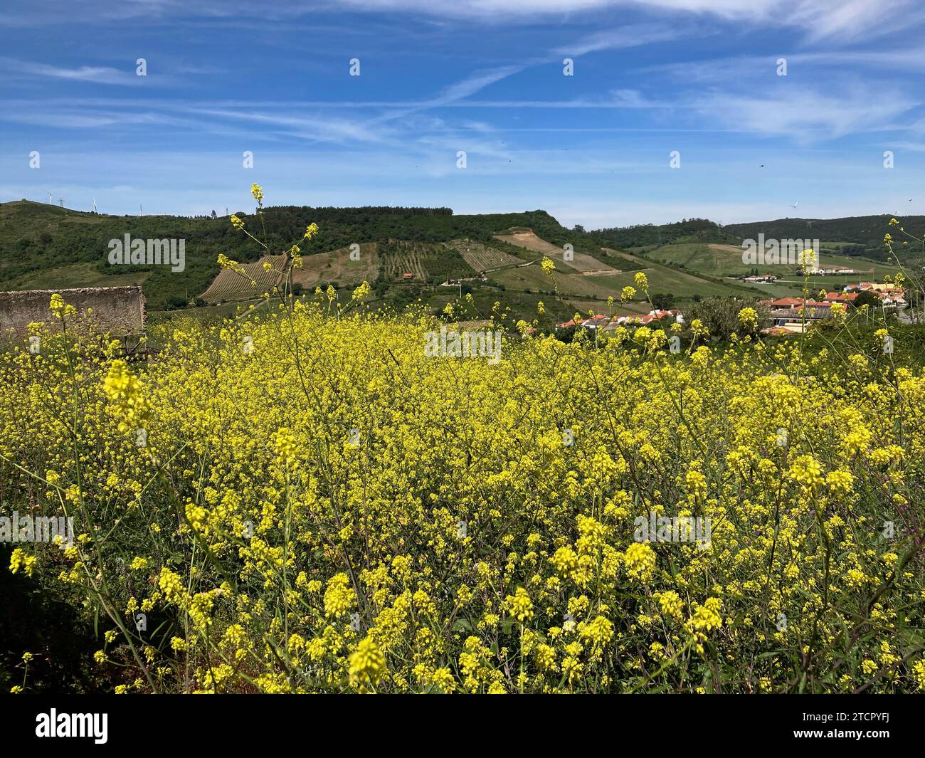 A scenic rural landscape featuring a vibrant yellow field of blooming ...