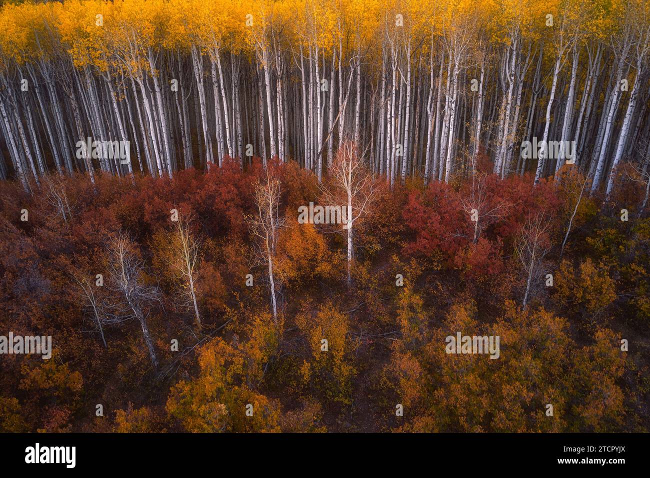 A stunning aerial view of an autumnal landscape featuring an abundance ...