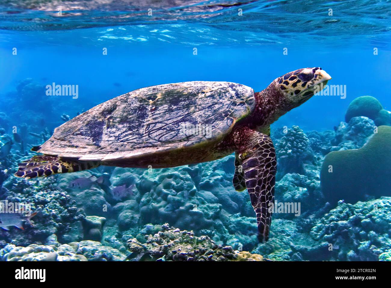 A sea turtle swims over a colourful coral reef in the clear blue ocean ...