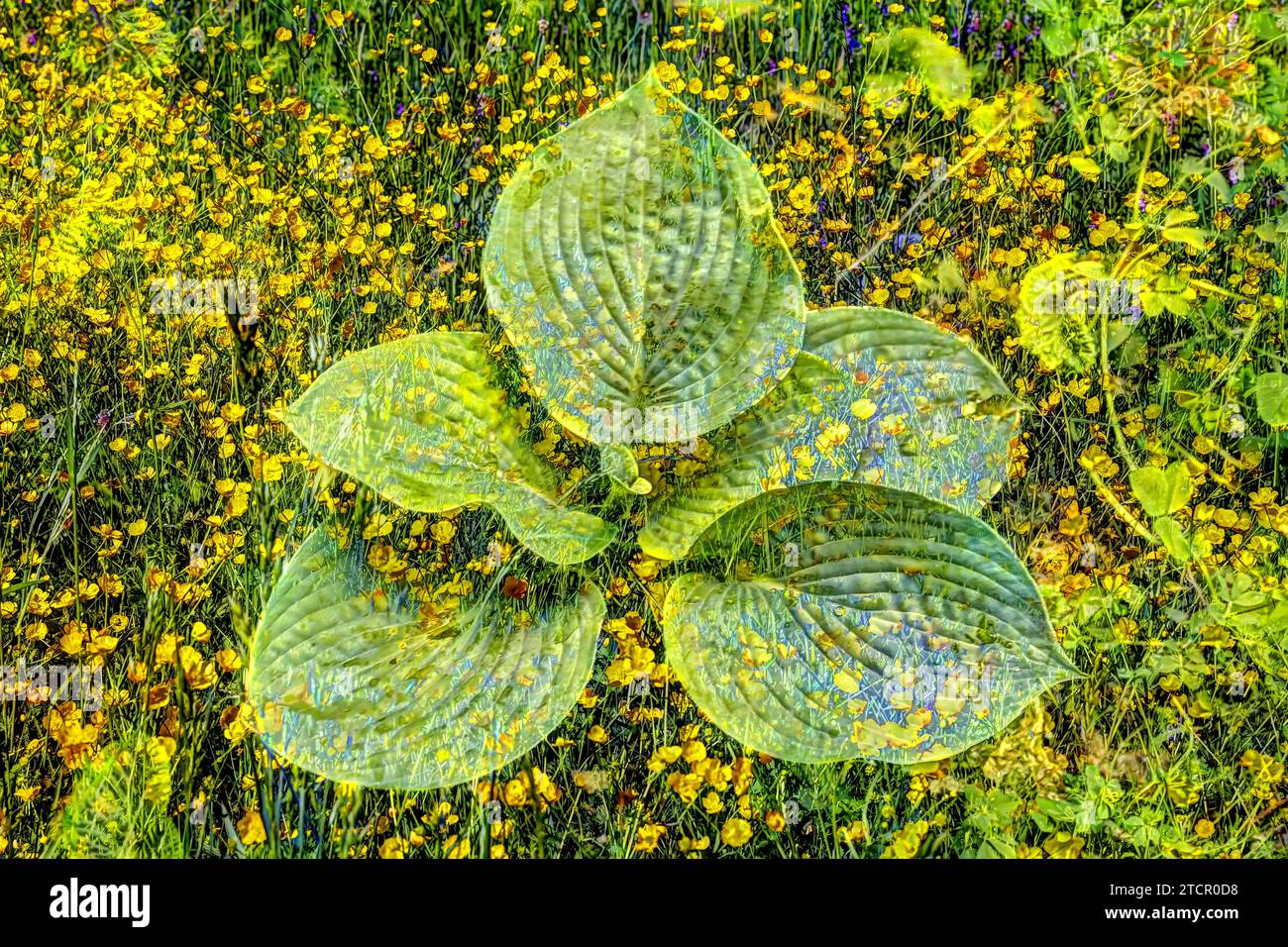 Wildflower meadow, buttercups (Ranunculaceae), funkia (Hosta Tratt ...