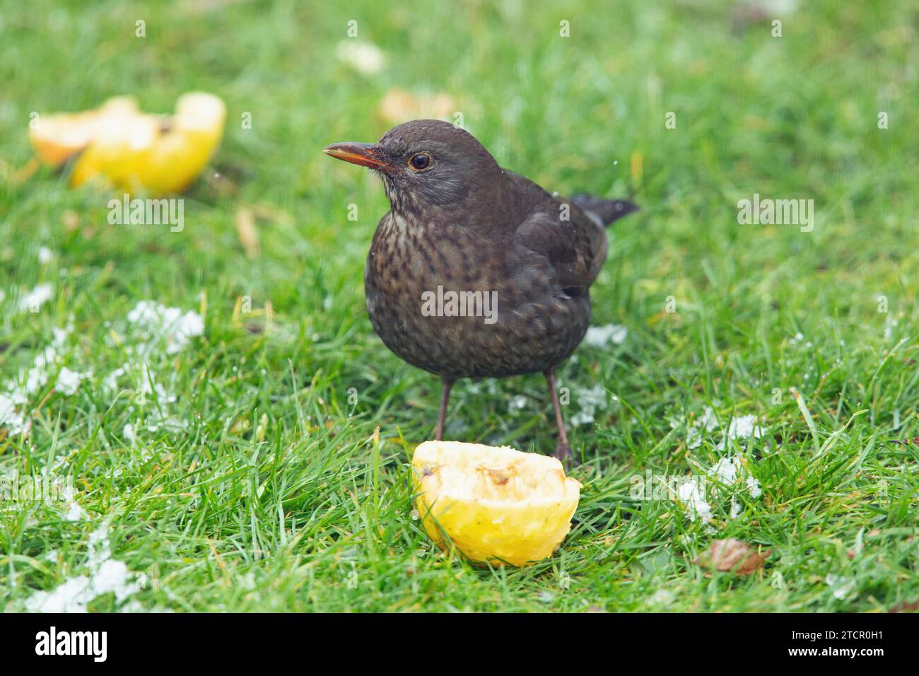 Female blackbird with open beak standing in green grass next to apple ...