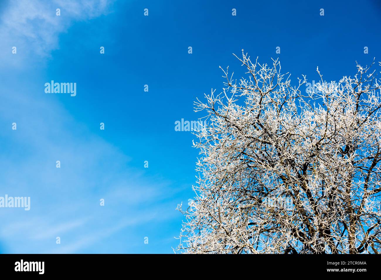 White frost on tree branches on blue sky background in winter. Frozen ...