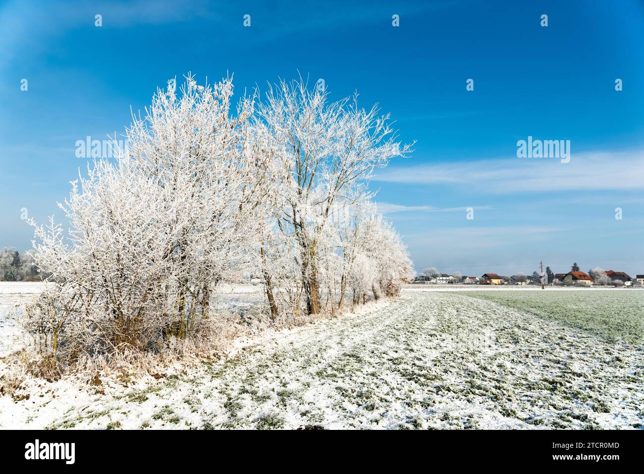 Winter landscape. Frost on trees and grass. Forest in distance and blue ...