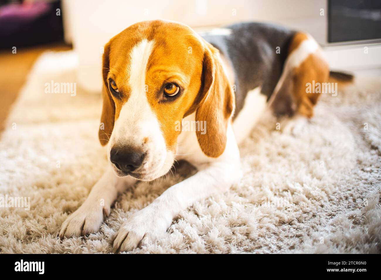 Beagle dog lying on carpet in cozy home. Sad eyes Stock Photo - Alamy