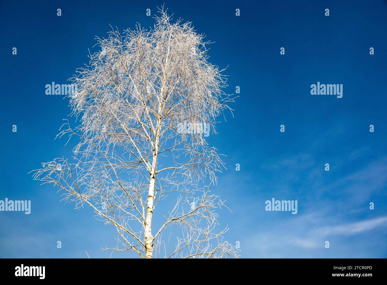 White frost on birch tree branches on blue sky background in winter ...