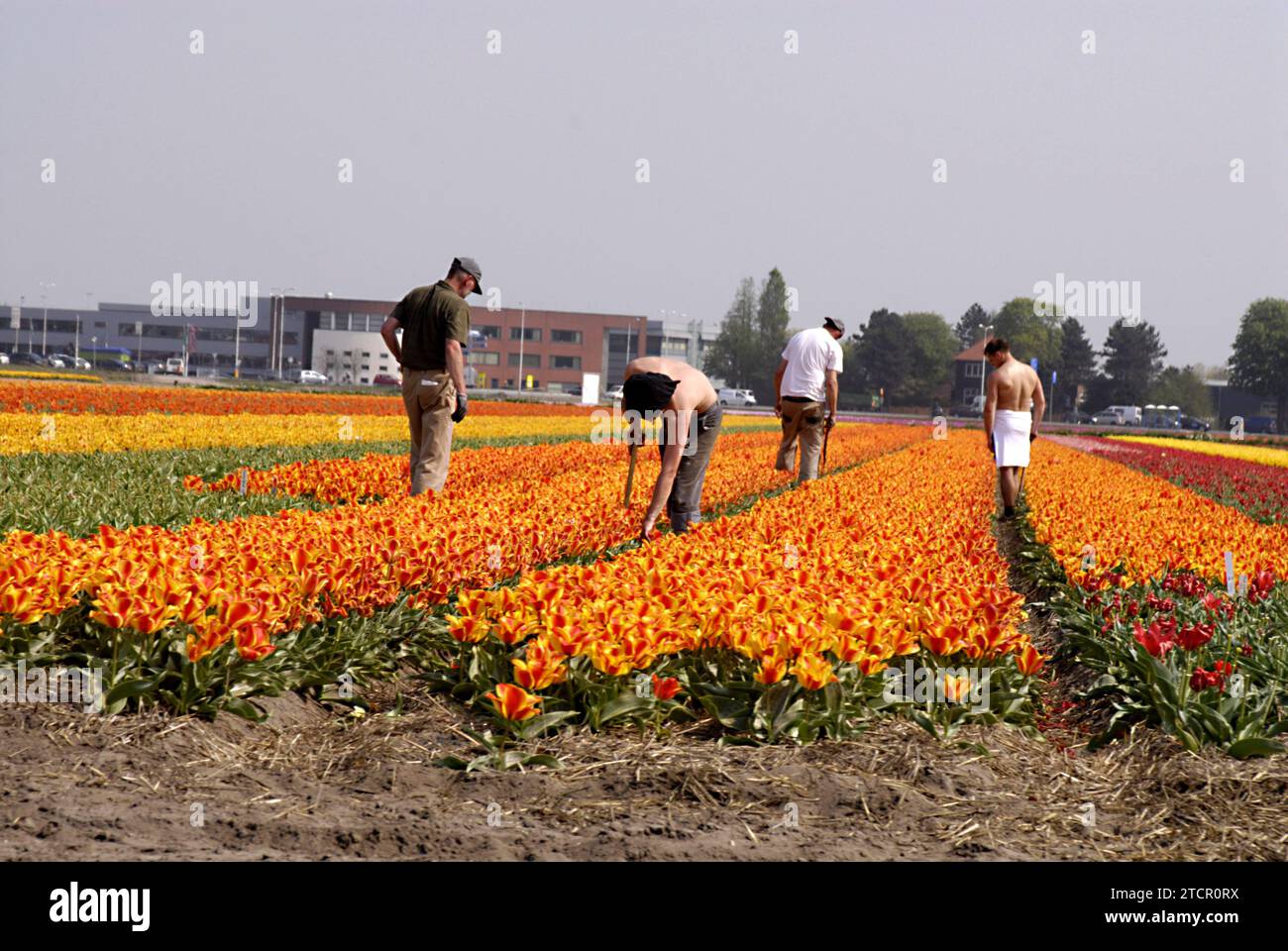 Tulipsd business hi-res stock photography and images - Alamy
