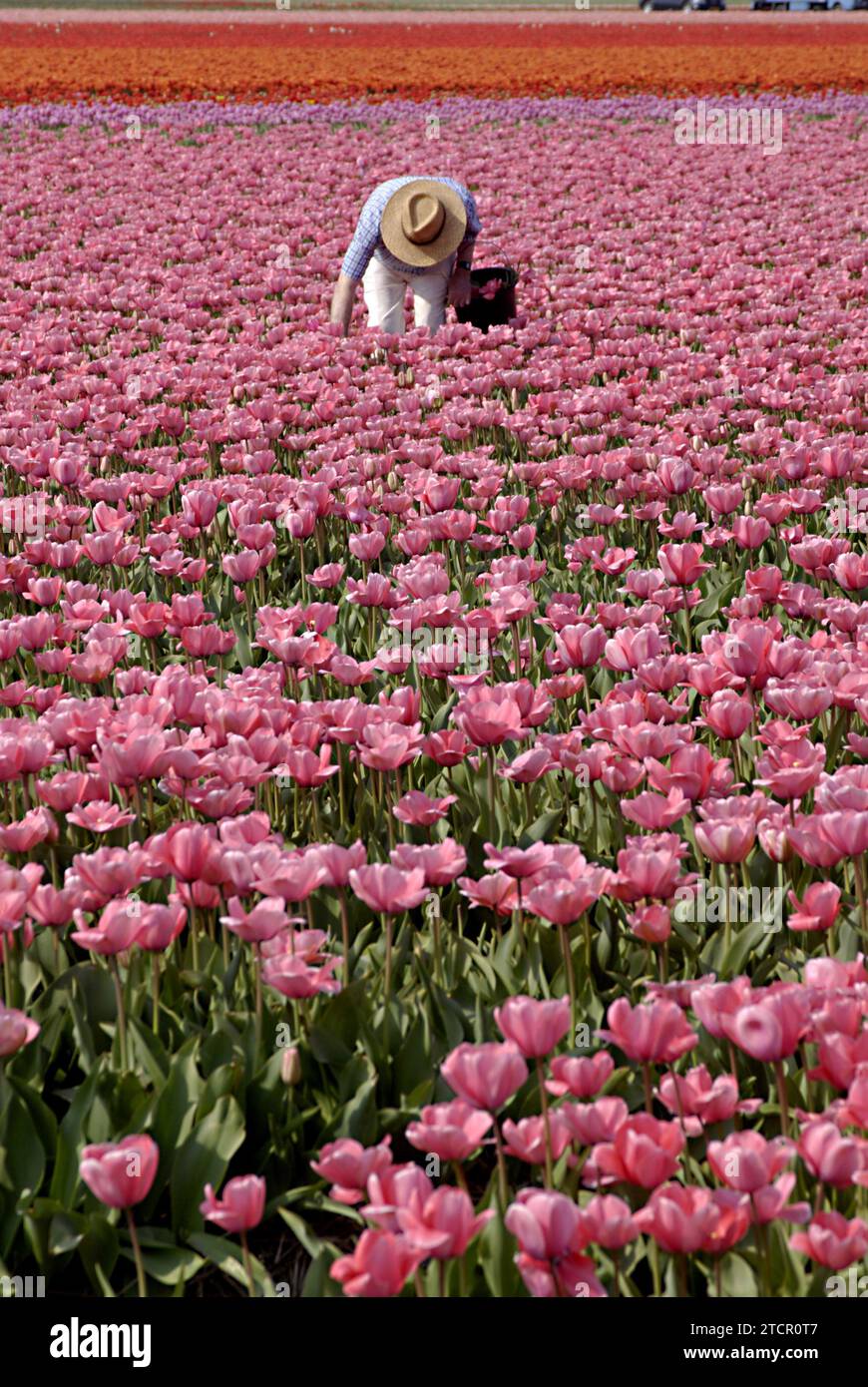 Tulipsd business hi-res stock photography and images - Alamy