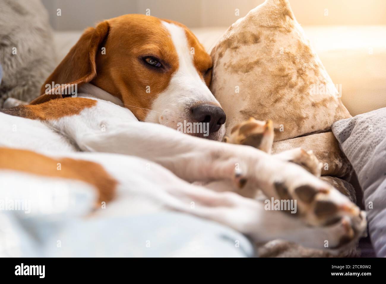 Dog tired sleeps on a couch. Lazy Beagle on sofa. Dog themed background ...