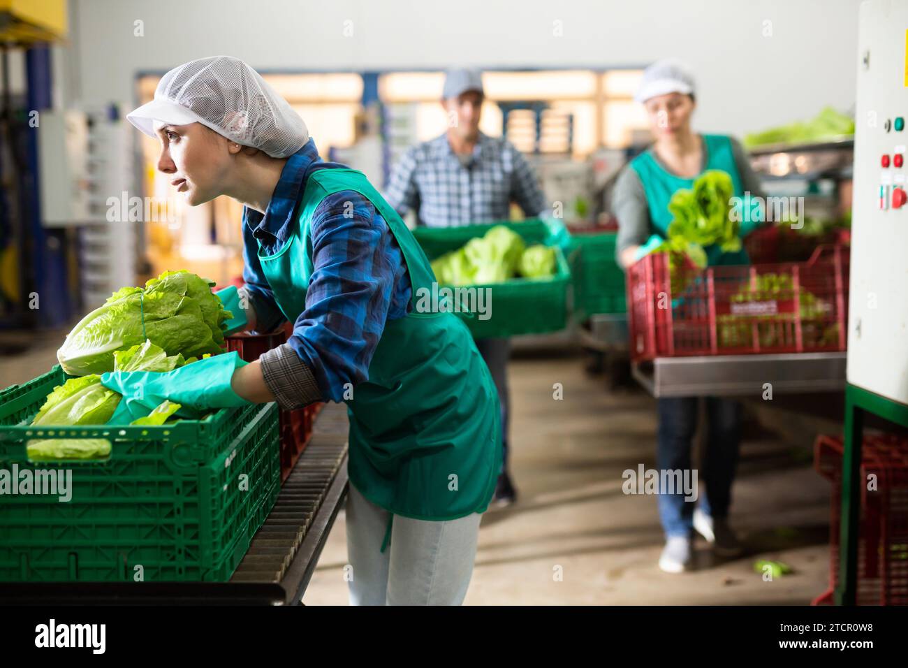 Vegetable selection packing hi-res stock photography and images - Alamy